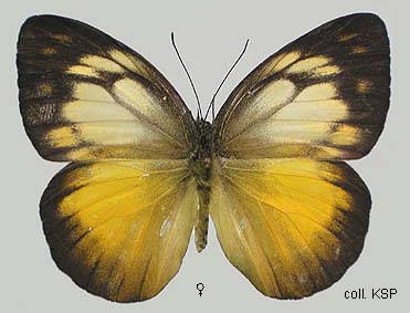 Papua Insects Foundation (Lepidoptera/Pieridae/Pierinae(Cepora aspasia)